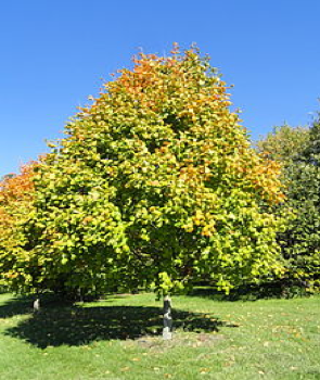 Trees | Adventure Science Center