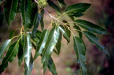 Trees | Adventure Science Center