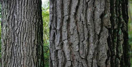Trees | Adventure Science Center