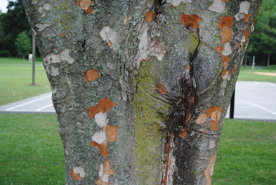 Trees | Adventure Science Center