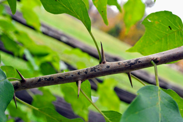 Trees | Adventure Science Center