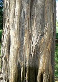 Trees | Adventure Science Center
