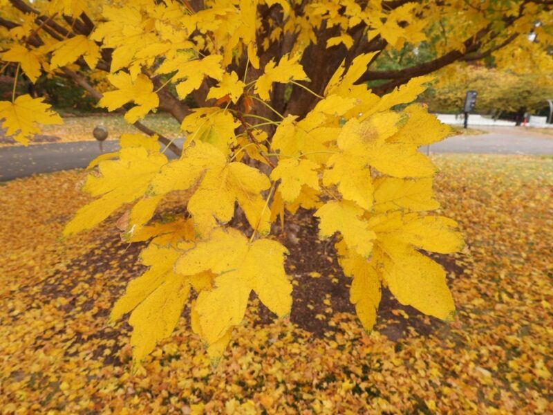 Trees | Adventure Science Center