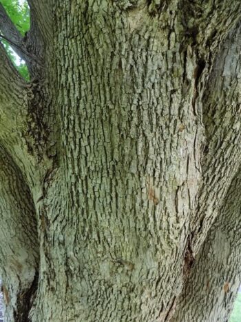 Trees | Adventure Science Center