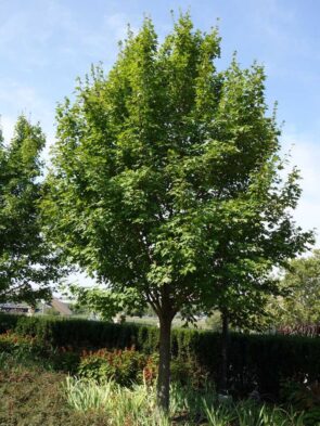 Trees | Adventure Science Center